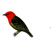 Laberinto en extinción: Fodi de Mauricio (Foudia rubra)