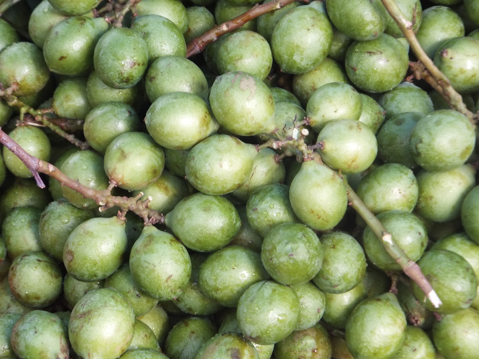 In Search of the Good Life...: Costa Rica - Days 9 + 10 Guapiles