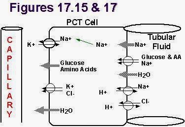 USMLE COMLEX Study Guides : First Aid Renal Physiology Part 1