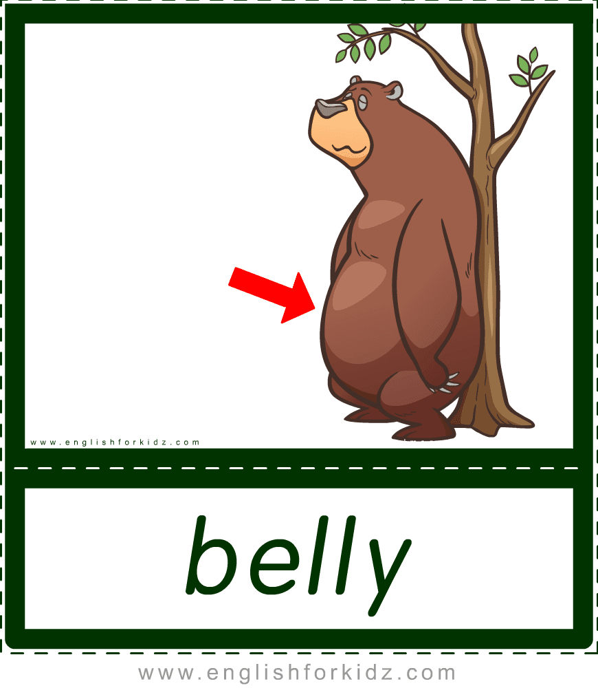 Printable Flashcards: Animal Body Parts. Part 1.