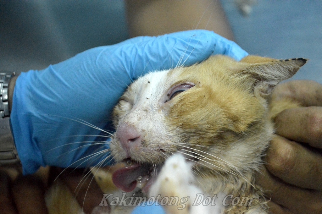 Susulan Kisah Mengenai Si Jamek Yang Telah Didera Sehingga Patah Rahangnya