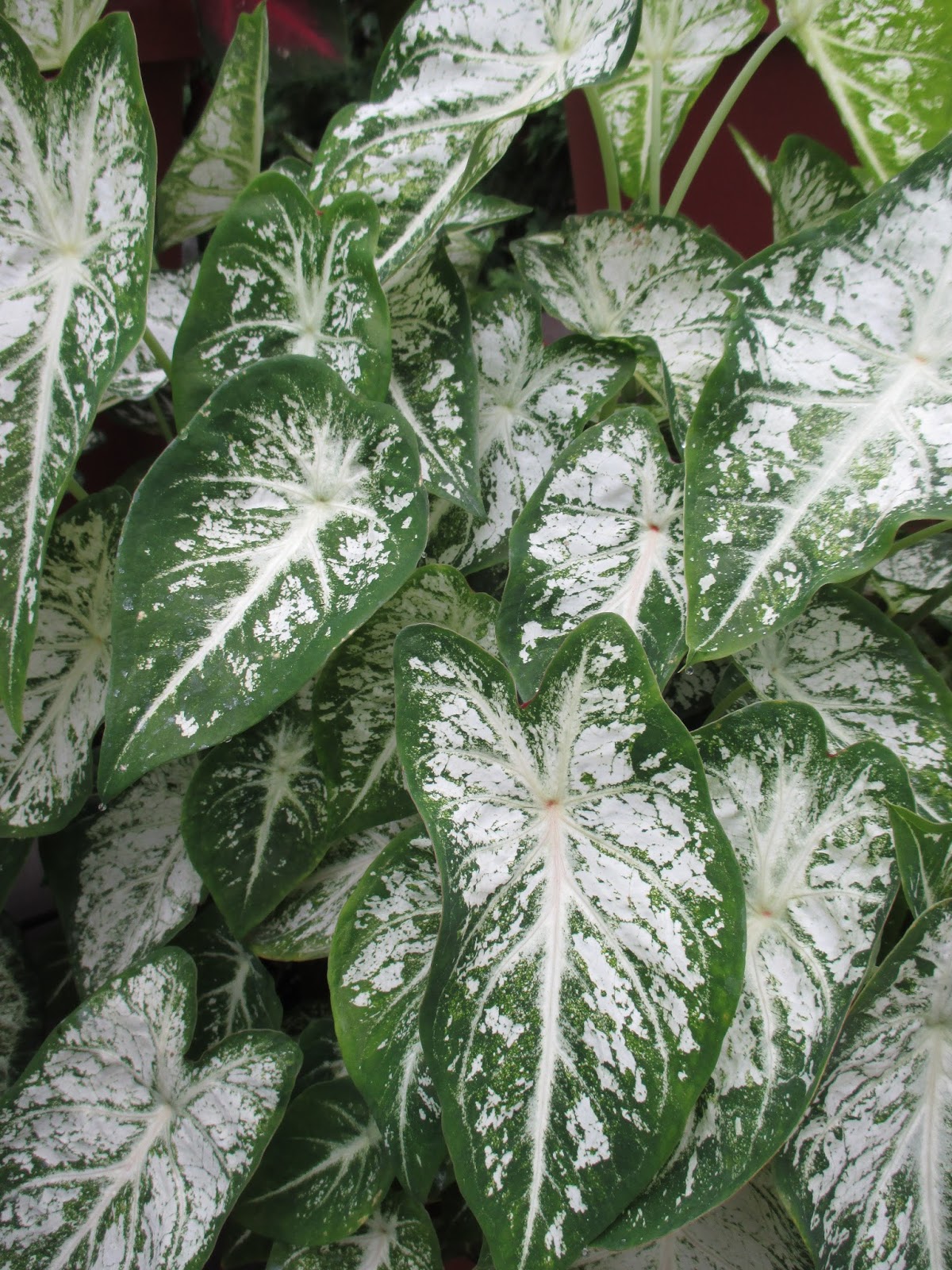 Caladium Collection - 2016 | Rotary Botanical Gardens