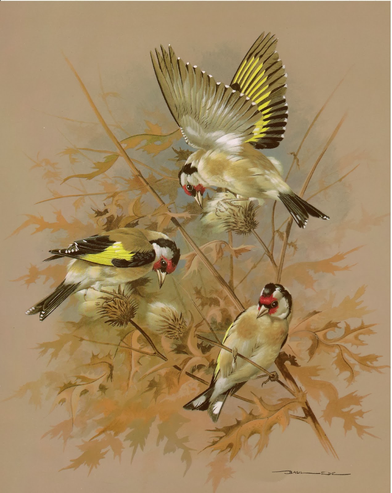 Welcome: THE GOLDFINCH