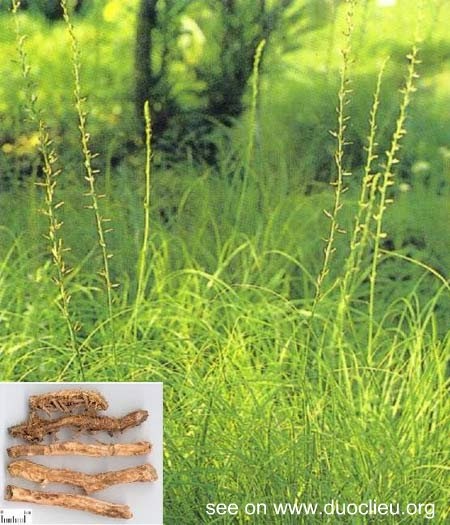 Anemarrhena rhizome (Zhimu)-Anemarrhena asphodeloides Bge.