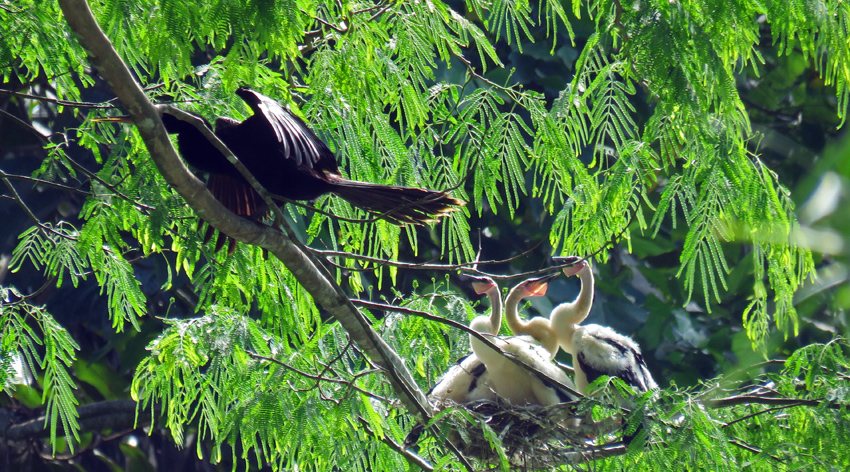 Life, Birding, Photos and Everything: Costa Rican Water Birds