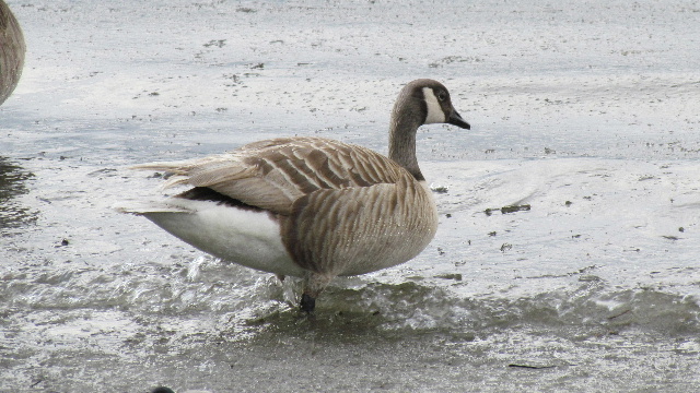 The Backyard Wildbird and Nature Store: Light coloured Canada Geese at ...