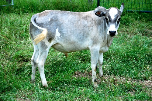 Zebu | The Life of Animals
