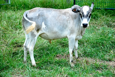 Zebu | The Life of Animals