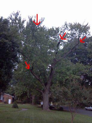 The Wandering Arborist: Reduction of a Silver Maple