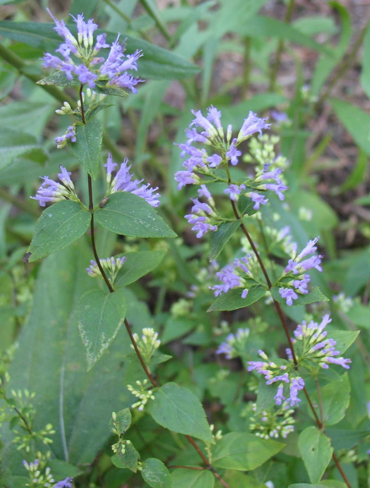 Using Georgia Native Plants: January 2012