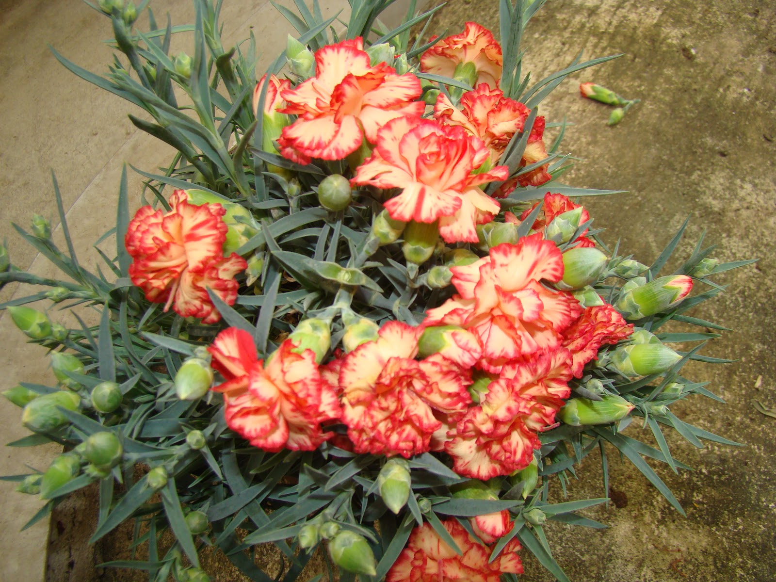 Flores Pinturas y otras cosas guays: CLAVEL DIANTHUS CARYOPHYLLUS