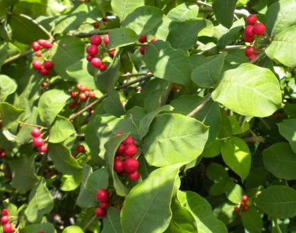 Medicinal uses of Rauwolfia