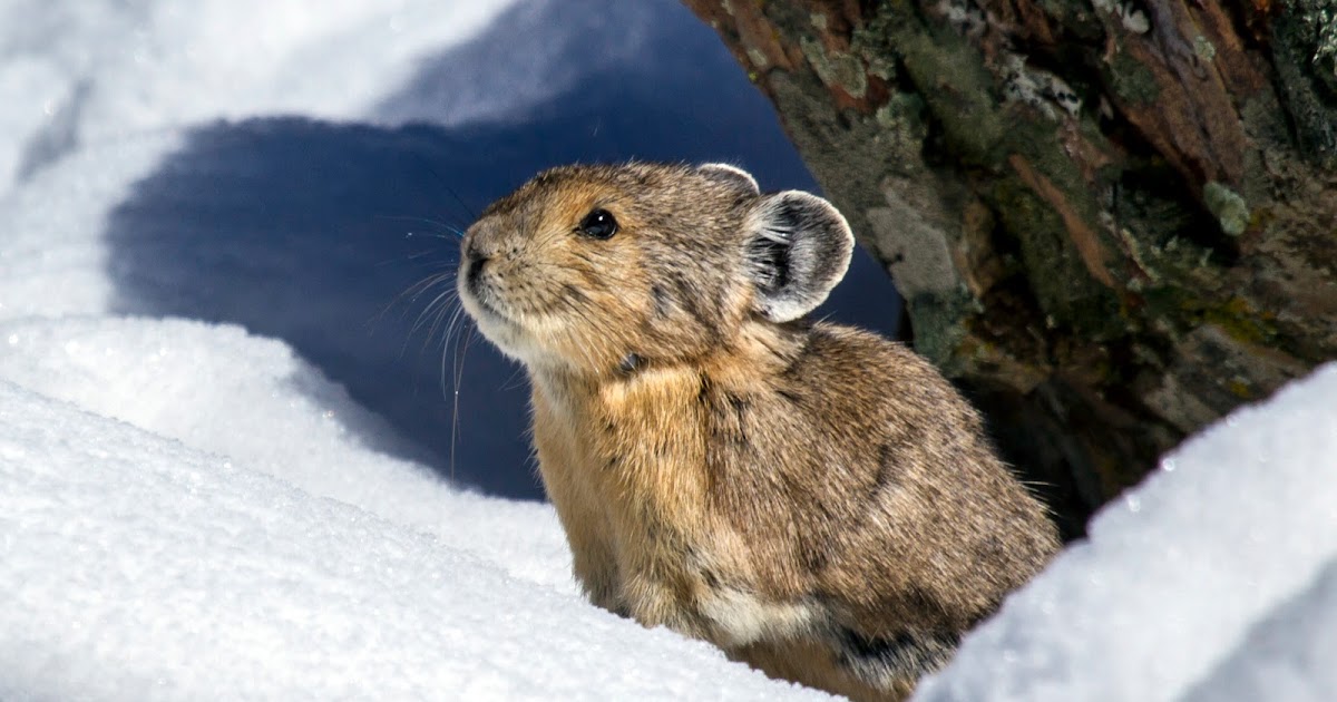 Just Our Nature: Front Range Pika Project (Aug/Sep)