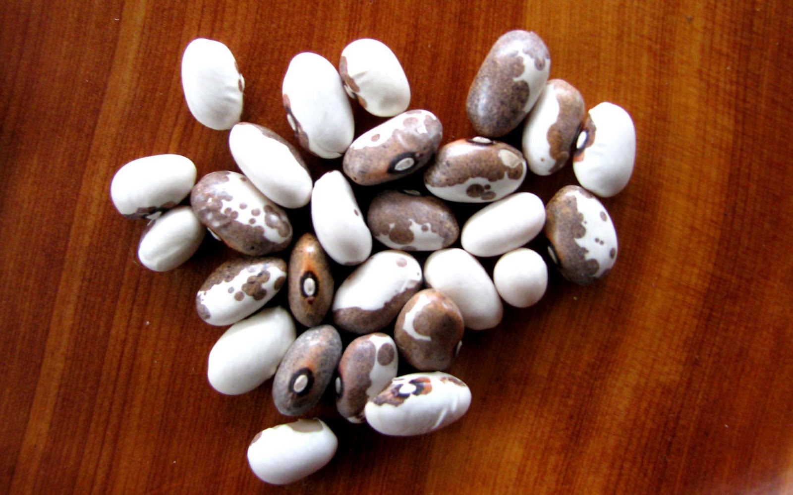 The Reluctant Homesteaders: Magic Beans