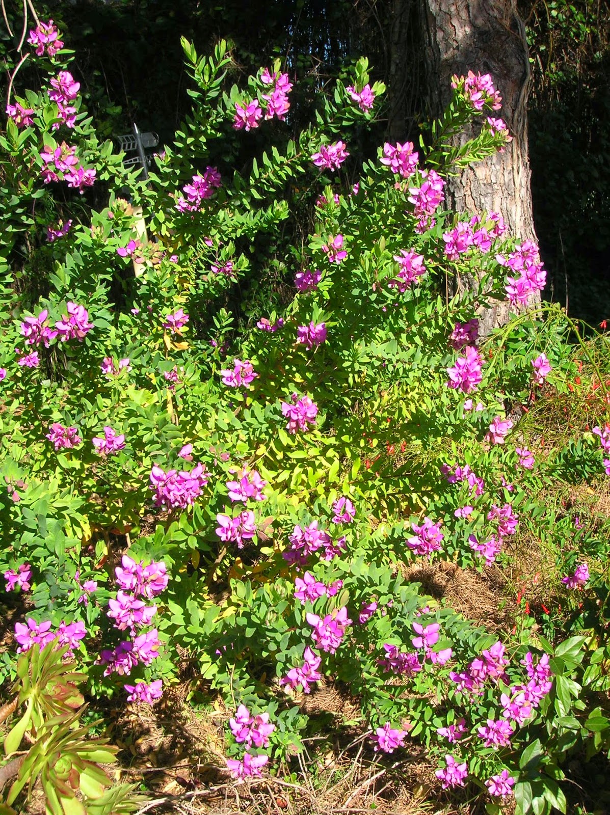 Recregarden: POLYGALA MYRTIFOLIA