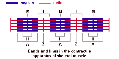 Bio Geo Nerd: Muscle Contraction