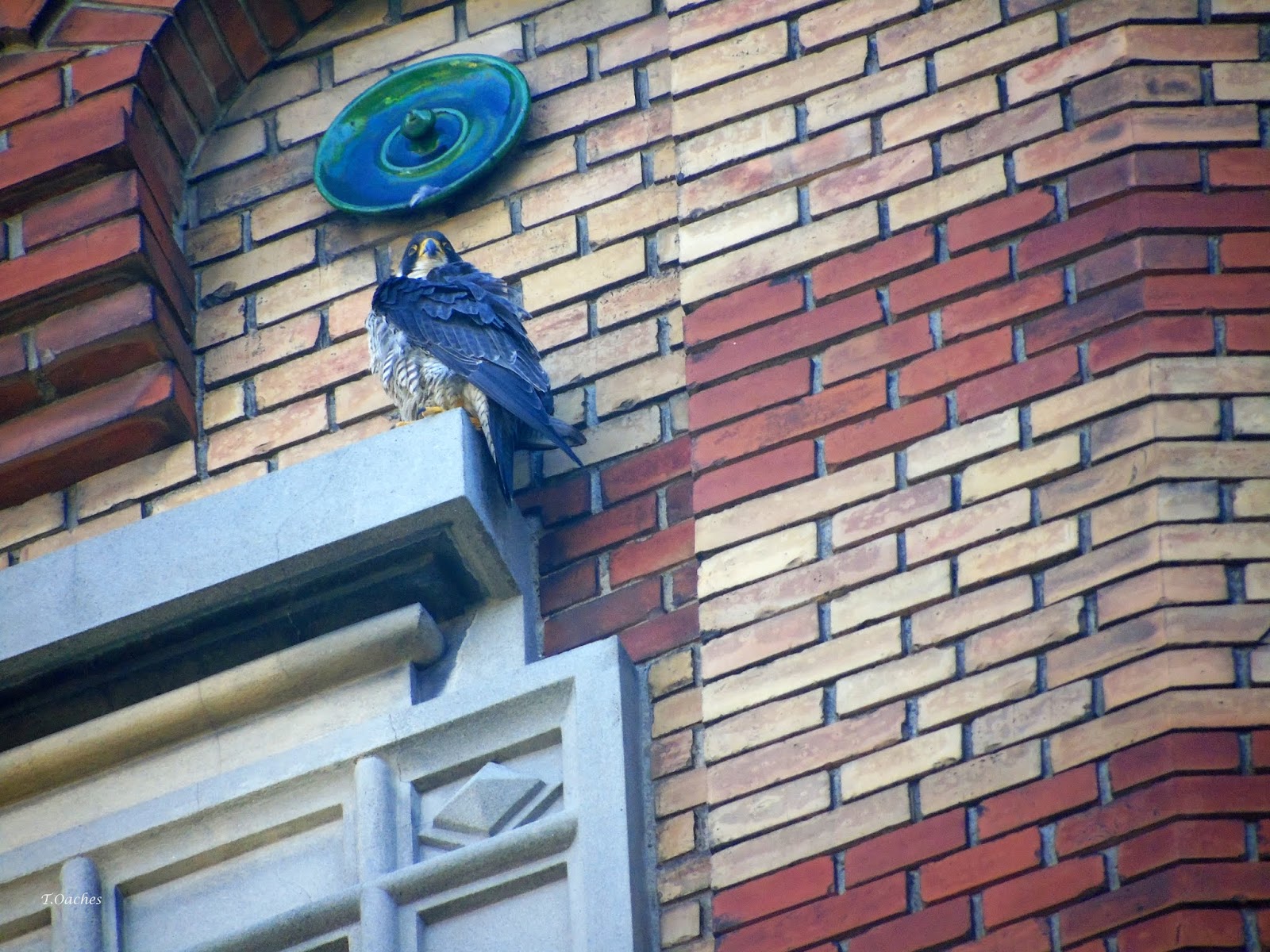 PASARI DIN ROMANIA: SOIM CALATOR, Falco peregrinus