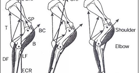Musings at Minkiewicz Studios LLC: Equine Anatomy and Biomechanics: A ...
