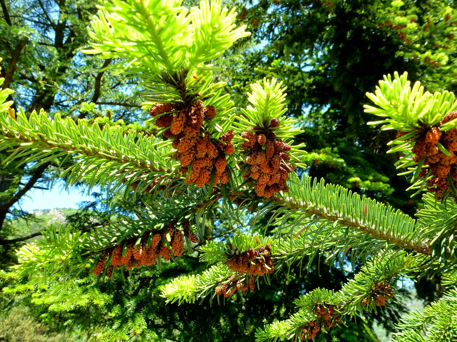 Árboles con alma: Abeto. Avet. (Abies alba)