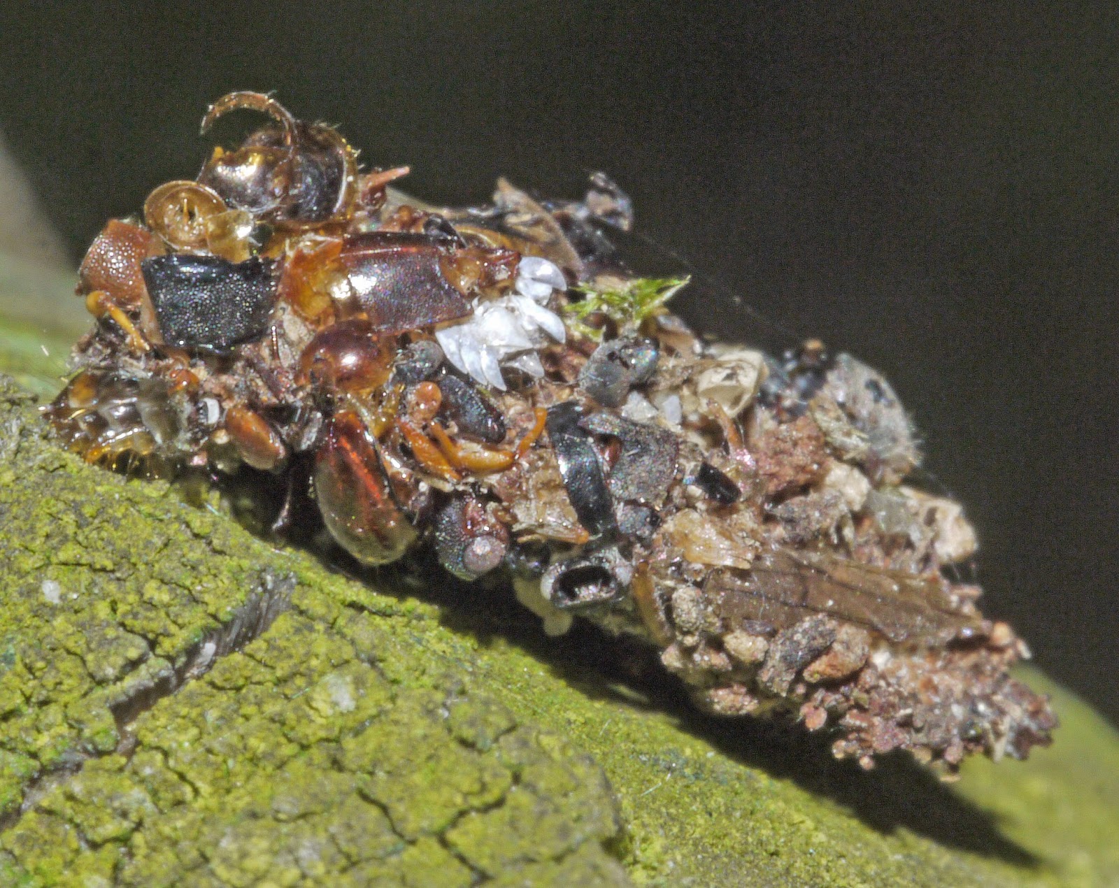CABINET OF CURIOSITIES: A regurgitated corvid food pellet