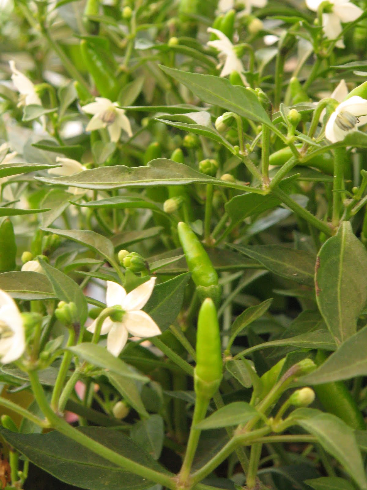 bucaio: Siling Labuyo