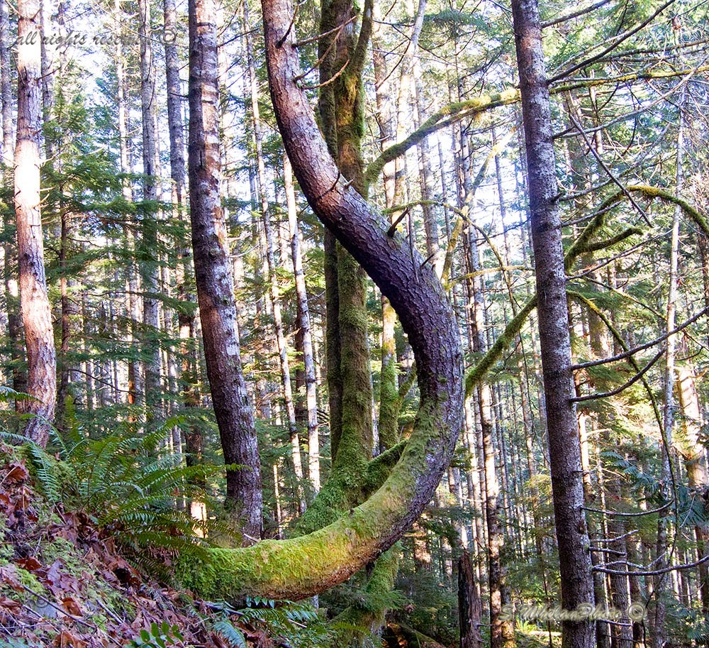 Walks with Moss: 2014