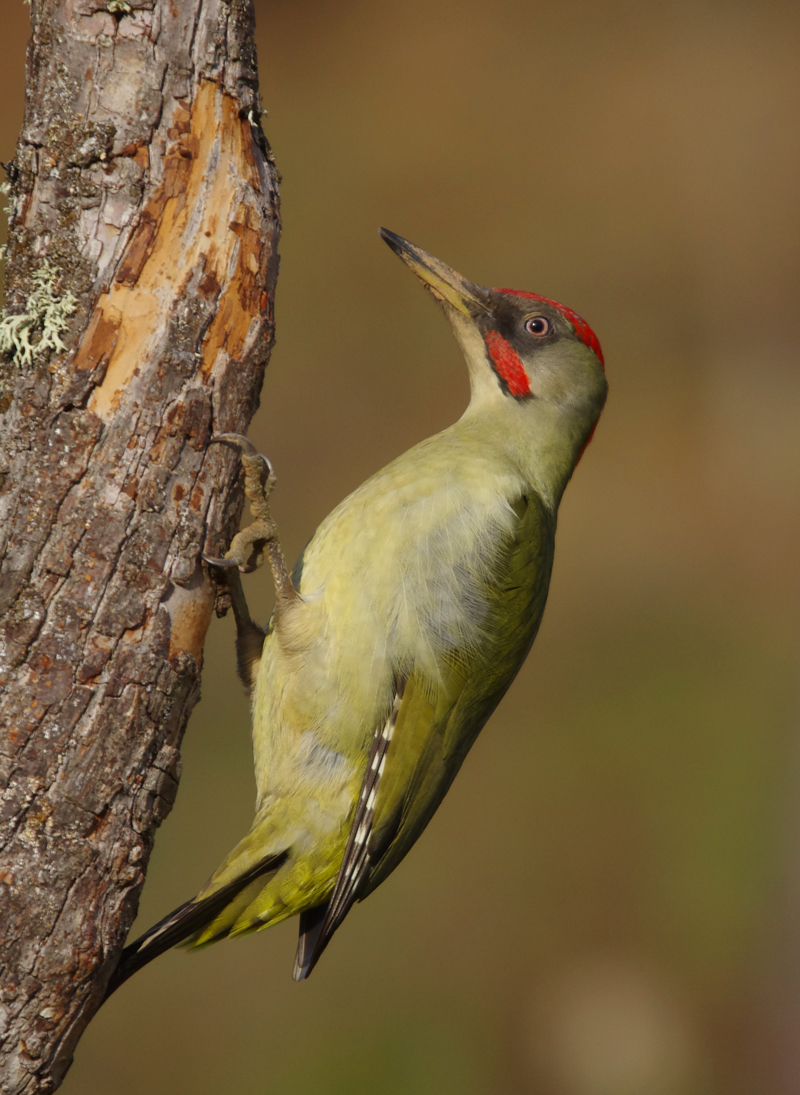 WildWatching Spain: Fotografía de pico mediano en Picos de Europa ...
