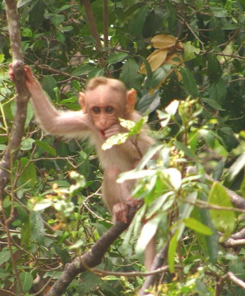Indian Biodiversity Talks: A quick guide to the monkeys in Kalakkad ...