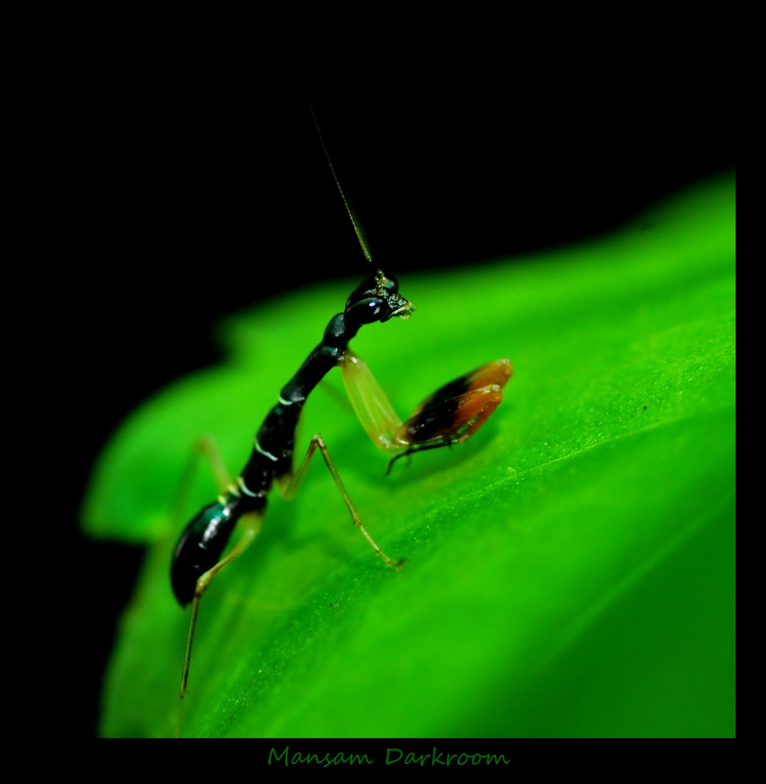 MANSAM DARKROOM: Black Mantis