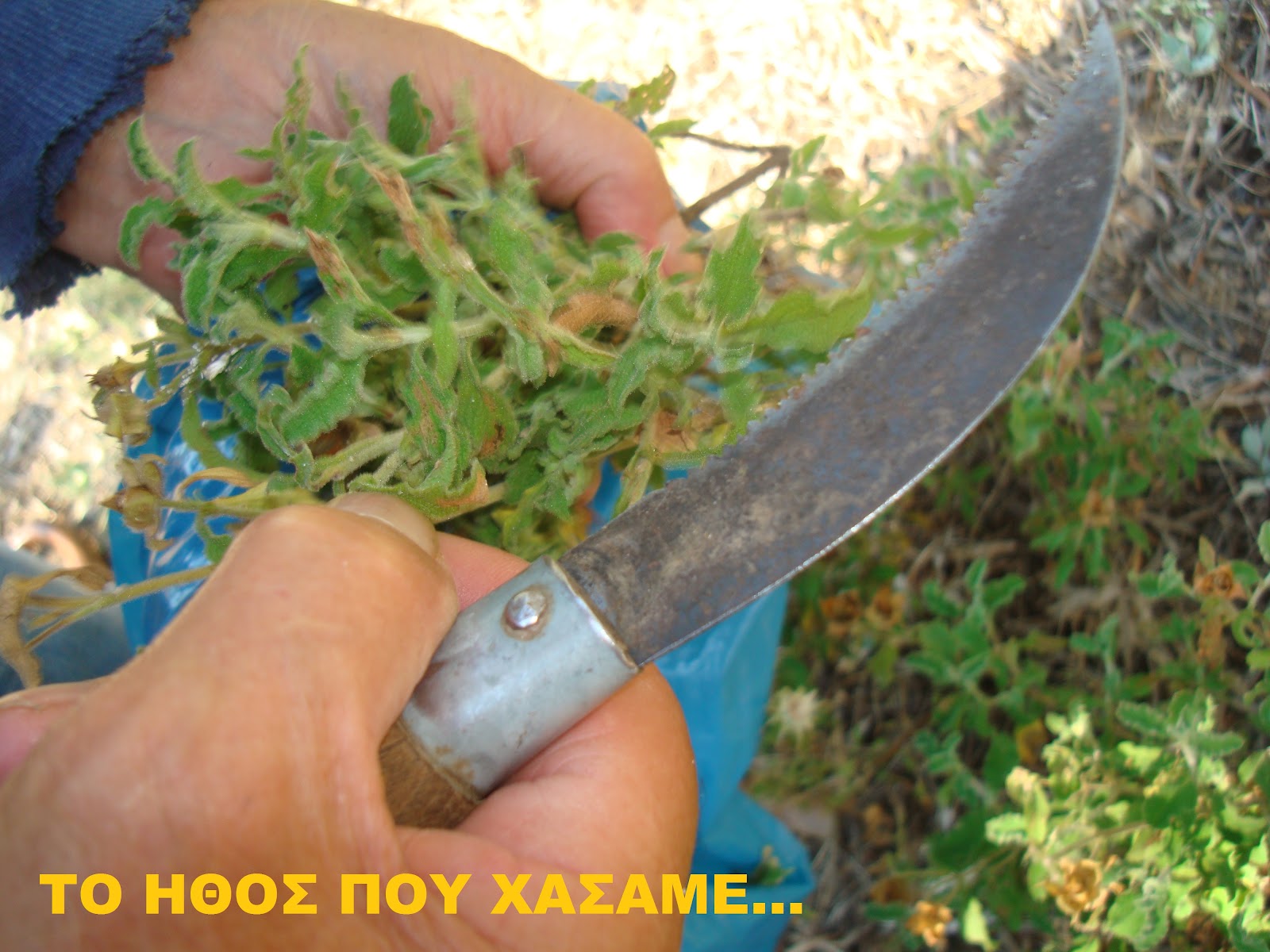 TΟ ΗΘΟΣ ΠΟΥ ΧΑΣΑΜΕ...: Βραστάρια...