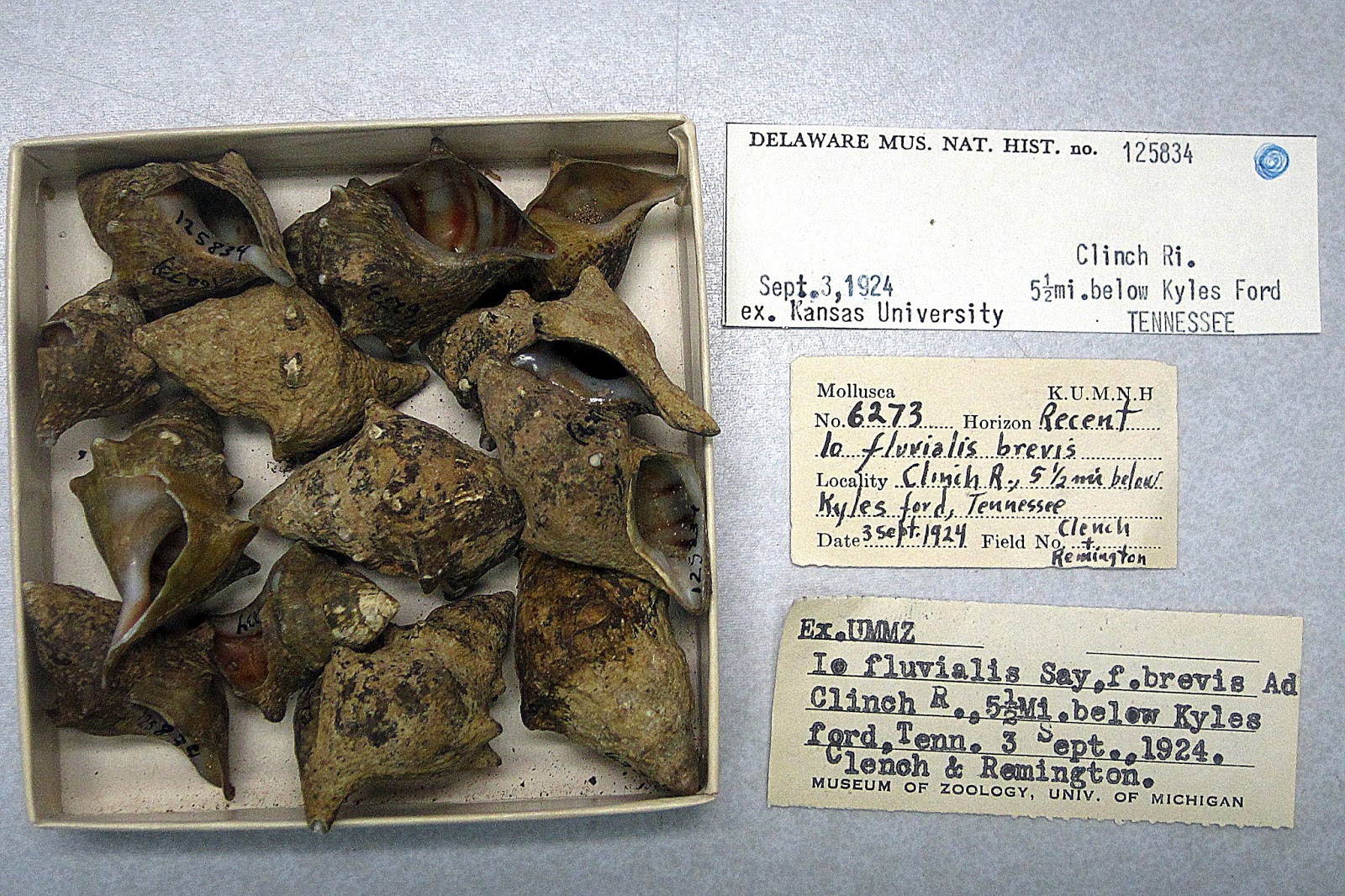 Polymath at Large: The Spiny River Snail