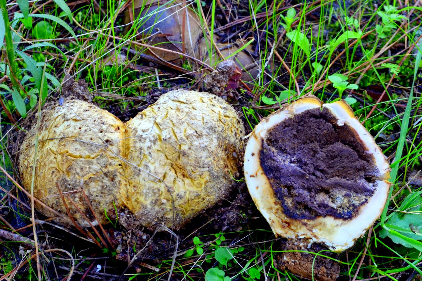 Setas Extremadura : Scleroderma Polyrhizum