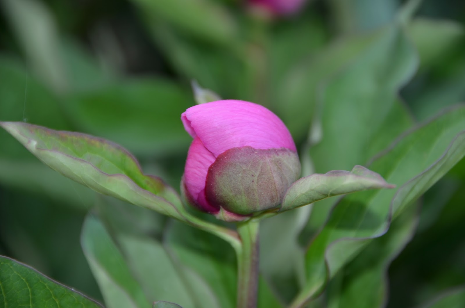 Southern Peony: 2016 Herbaceous Peony Buds
