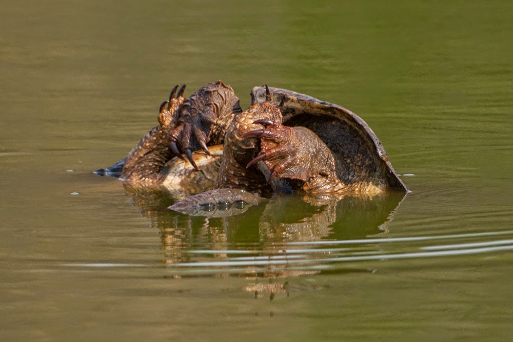 Morris Arboretum: Turtle Tips