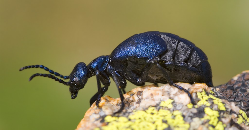 Invertebrados de Huesca: Meloe violaceus (Marsham, 1802) Carraleja ...