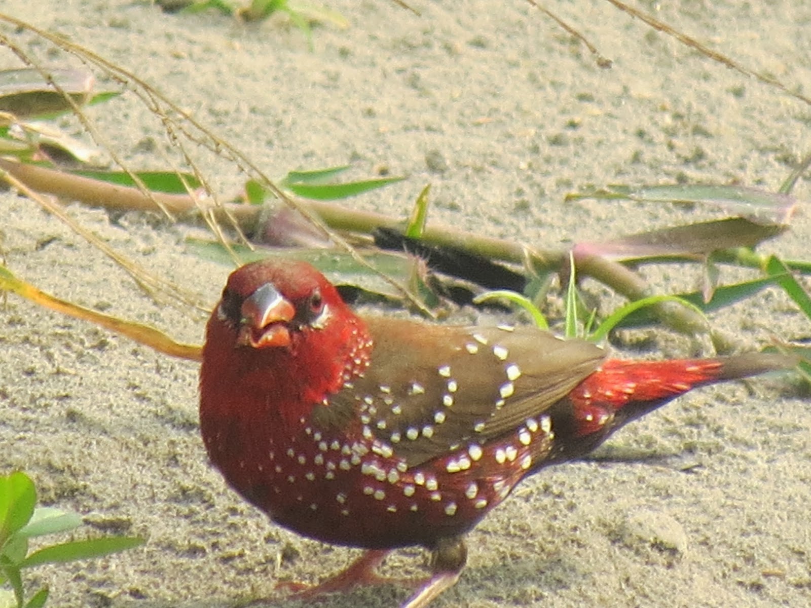 Birds in Delhi(India): Red Munia