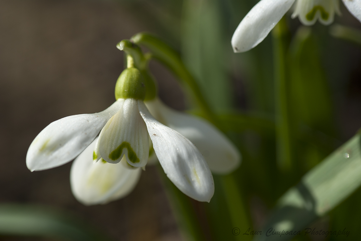 (c)Photography beyond words,poze,fotografii,photo from Romania: Martie ...