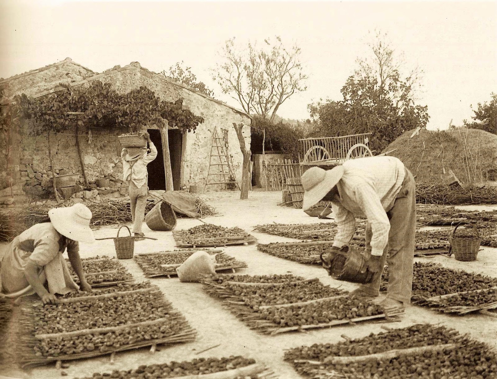 Secar higos en horno