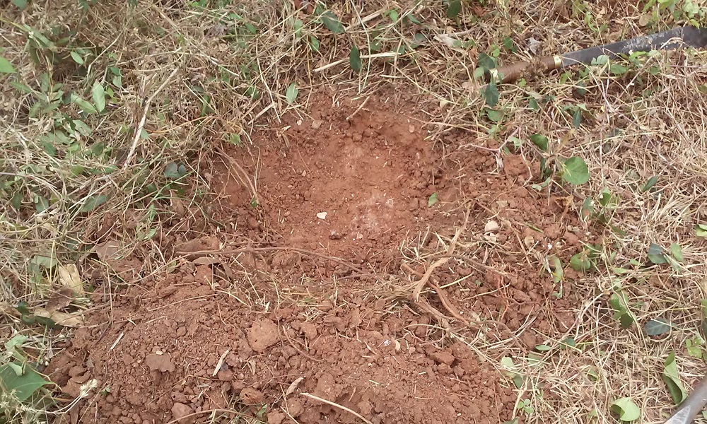 My Experiments With Farming: Elephant foot yam cultivation