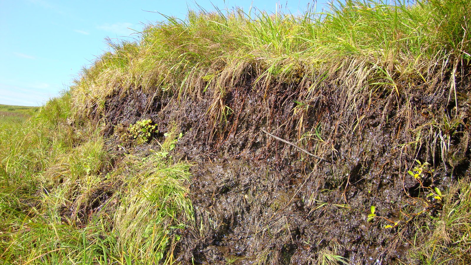 Next Generation Ecosystem Experiment: Interesting Geomorphological ...