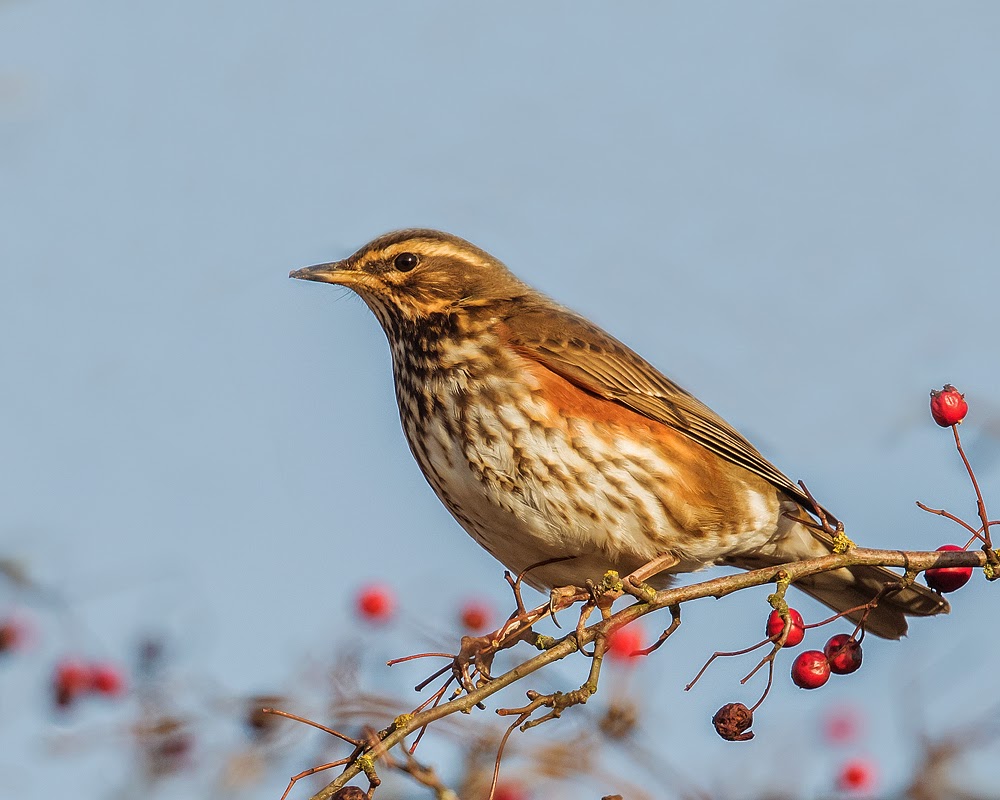 CAMBRIDGESHIRE BIRD CLUB GALLERY: Redwing