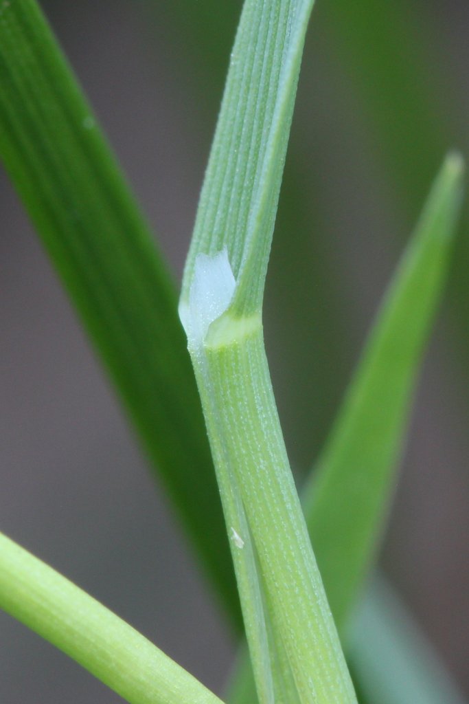 Adventures In Gardening Creeping Bentgrass Confirmed