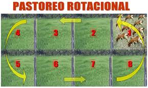 PASTOREO ROTACIONAL