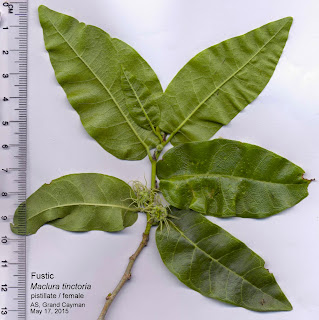 CaymANNature: Fustic Trees – Critically Endangered