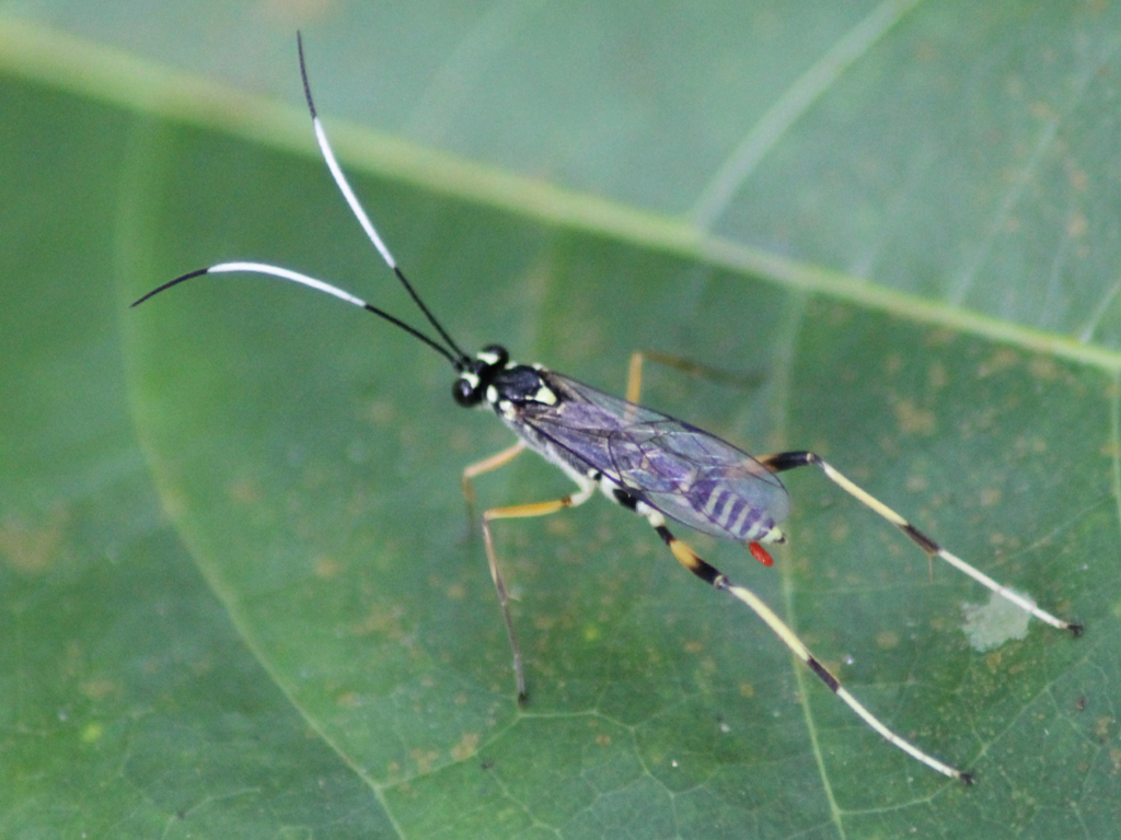 My Shot Gallery of Bengkulu: Black and White Banded Abdomen Ichneumon ...