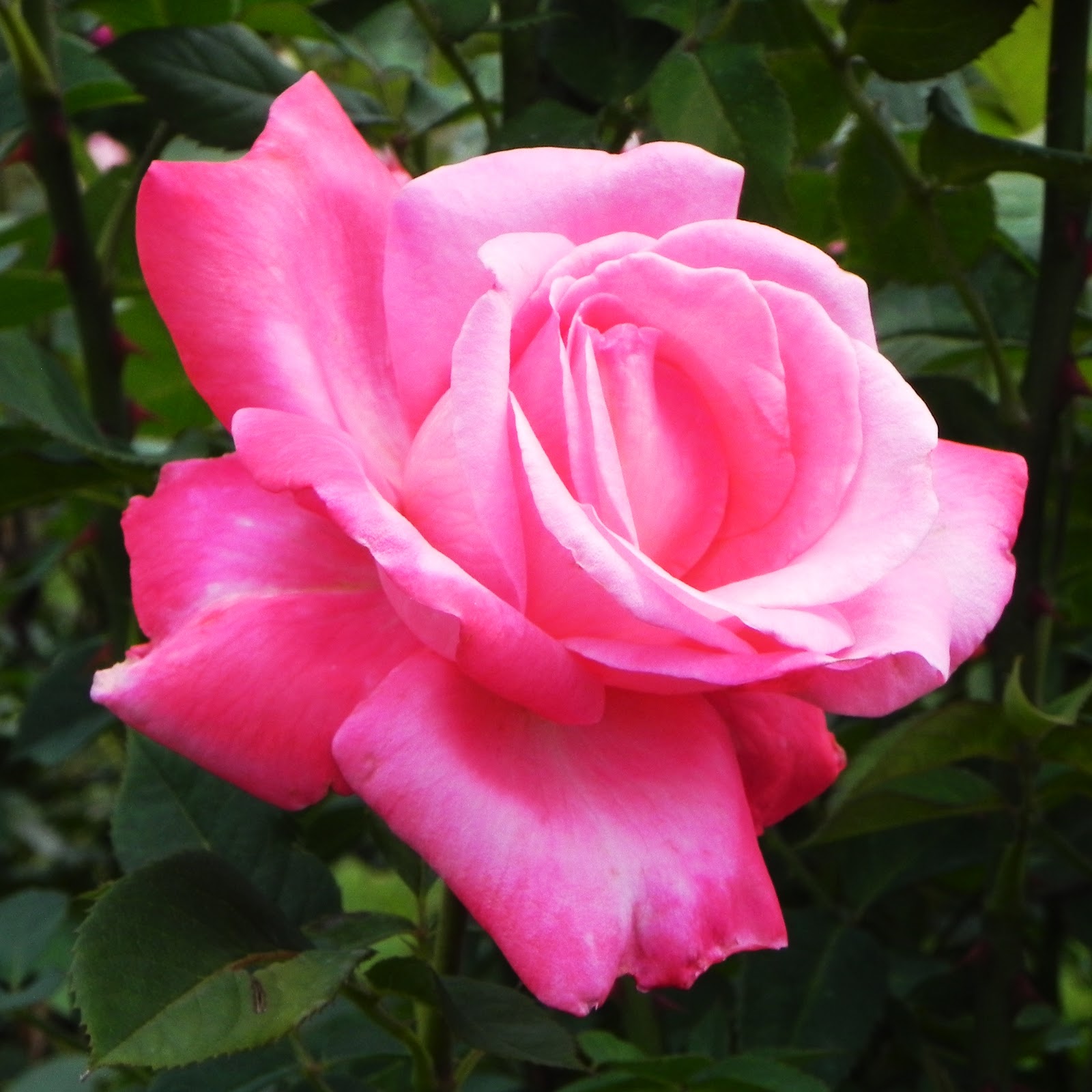 Power of the Flower: Rose Garden at Dow Gardens in Midland Michigan