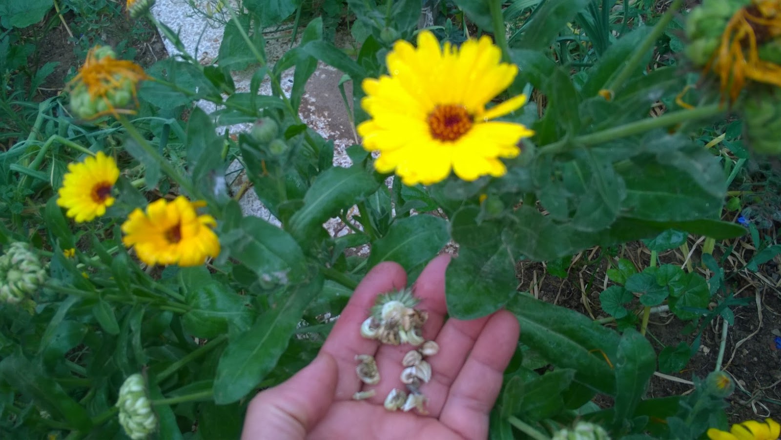 How To Grow Calendula
