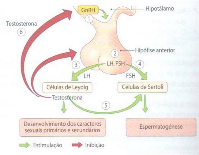 Regulação Hormonal Masculina