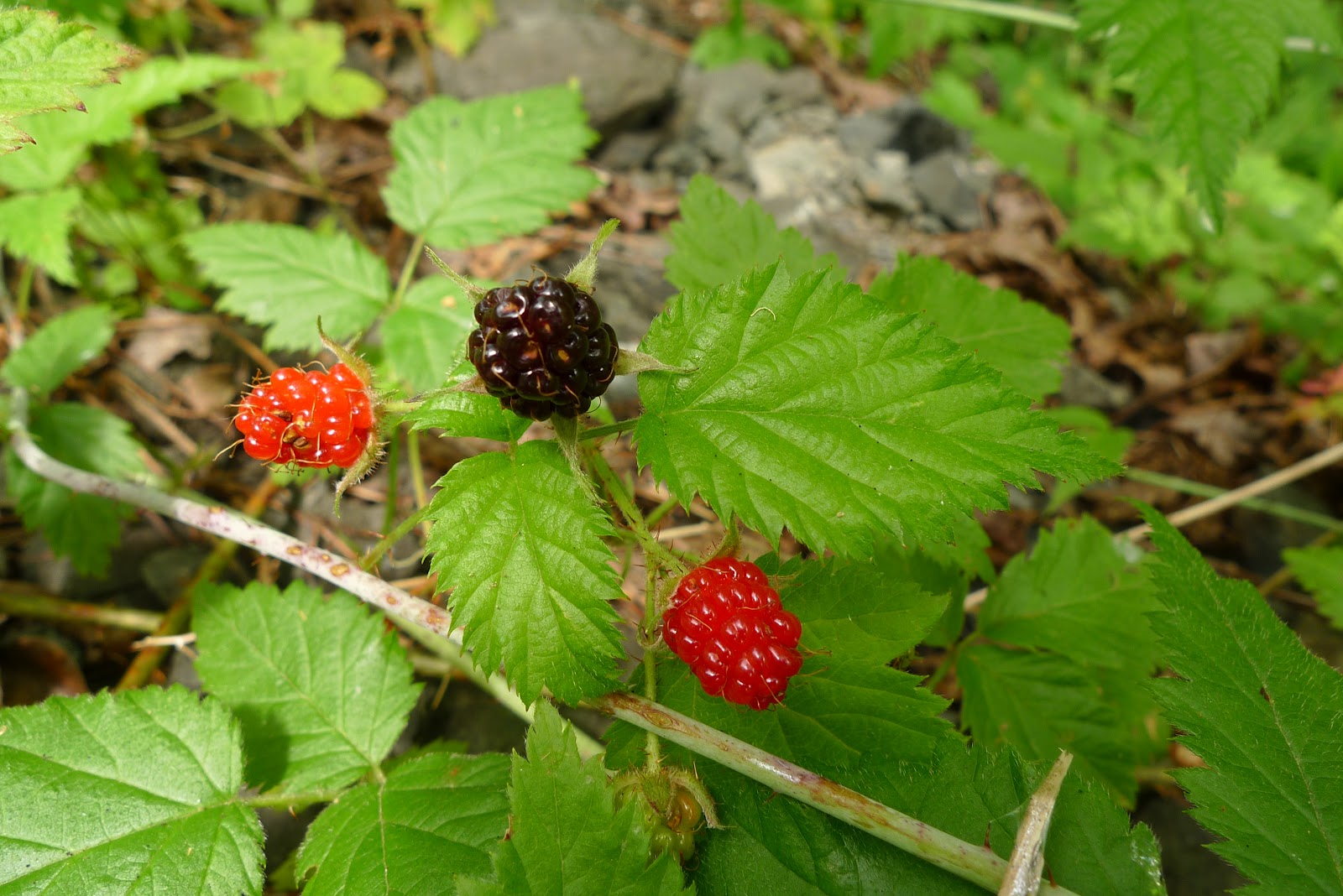 Wild Harvests: Trailing Blackberry- worth the stoop