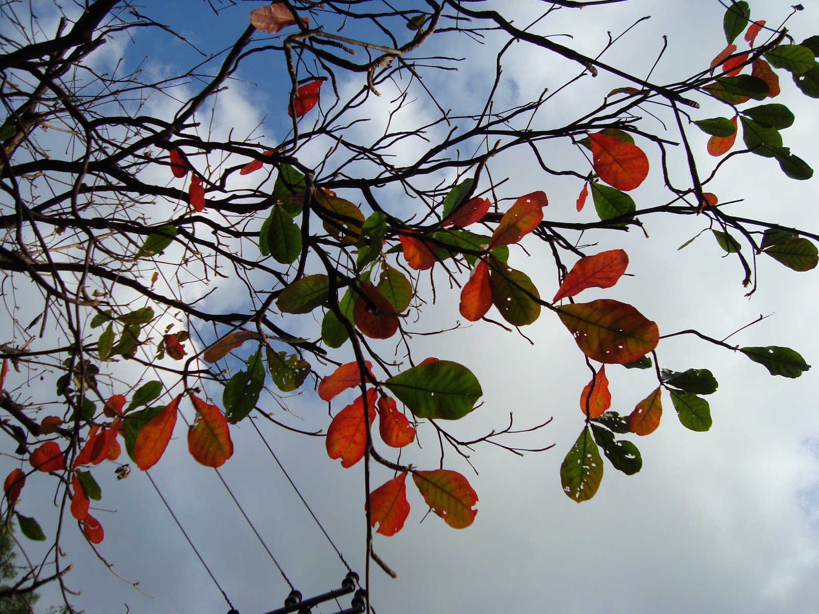 Living with Nature - School on Blog by Dr. Abercio V. Rotor: Talisay ...